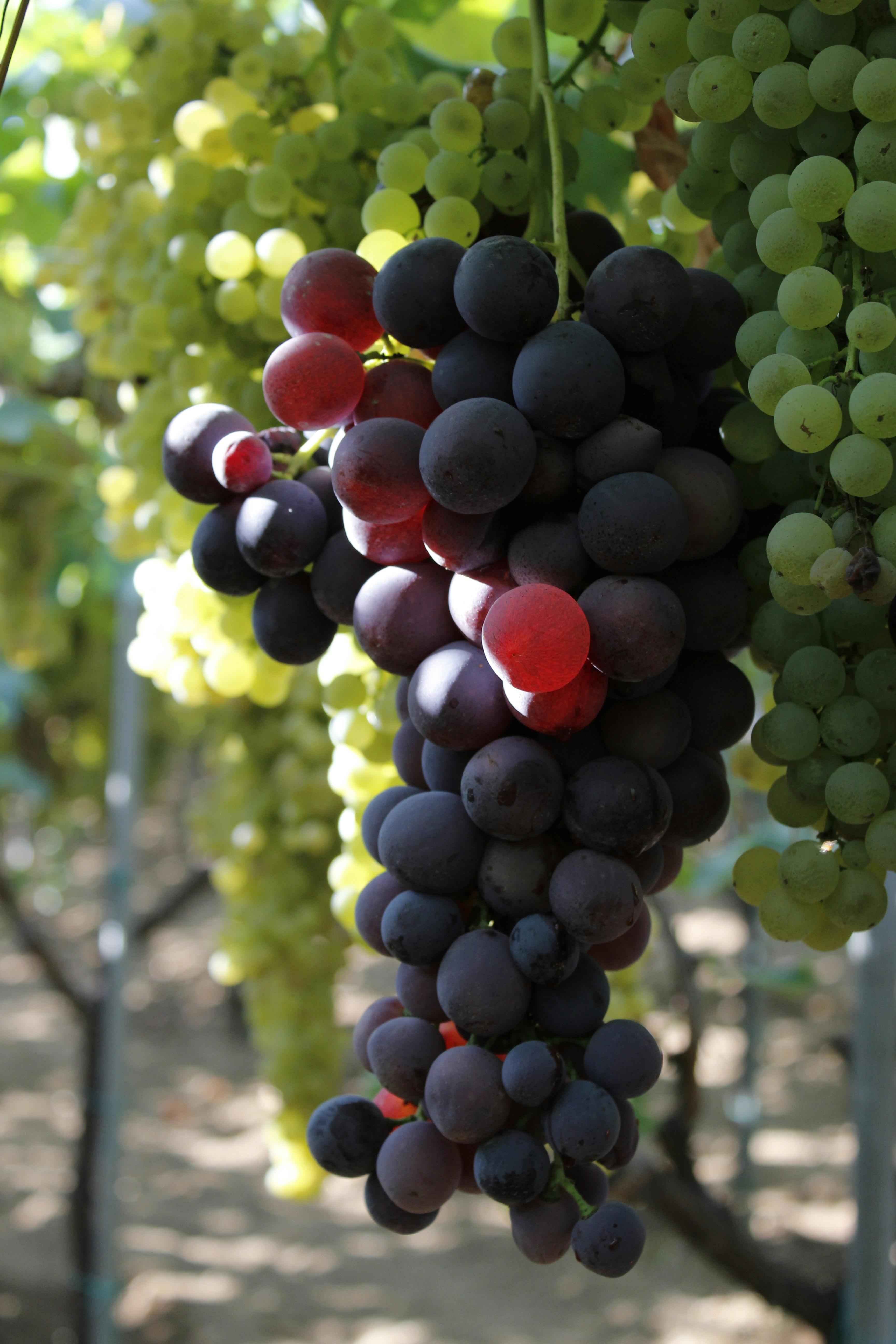 Puglia wine region in 5 minutes