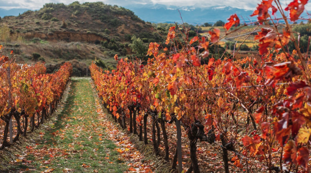 Vinio wijnimport autumn special: 10% discount*🍂