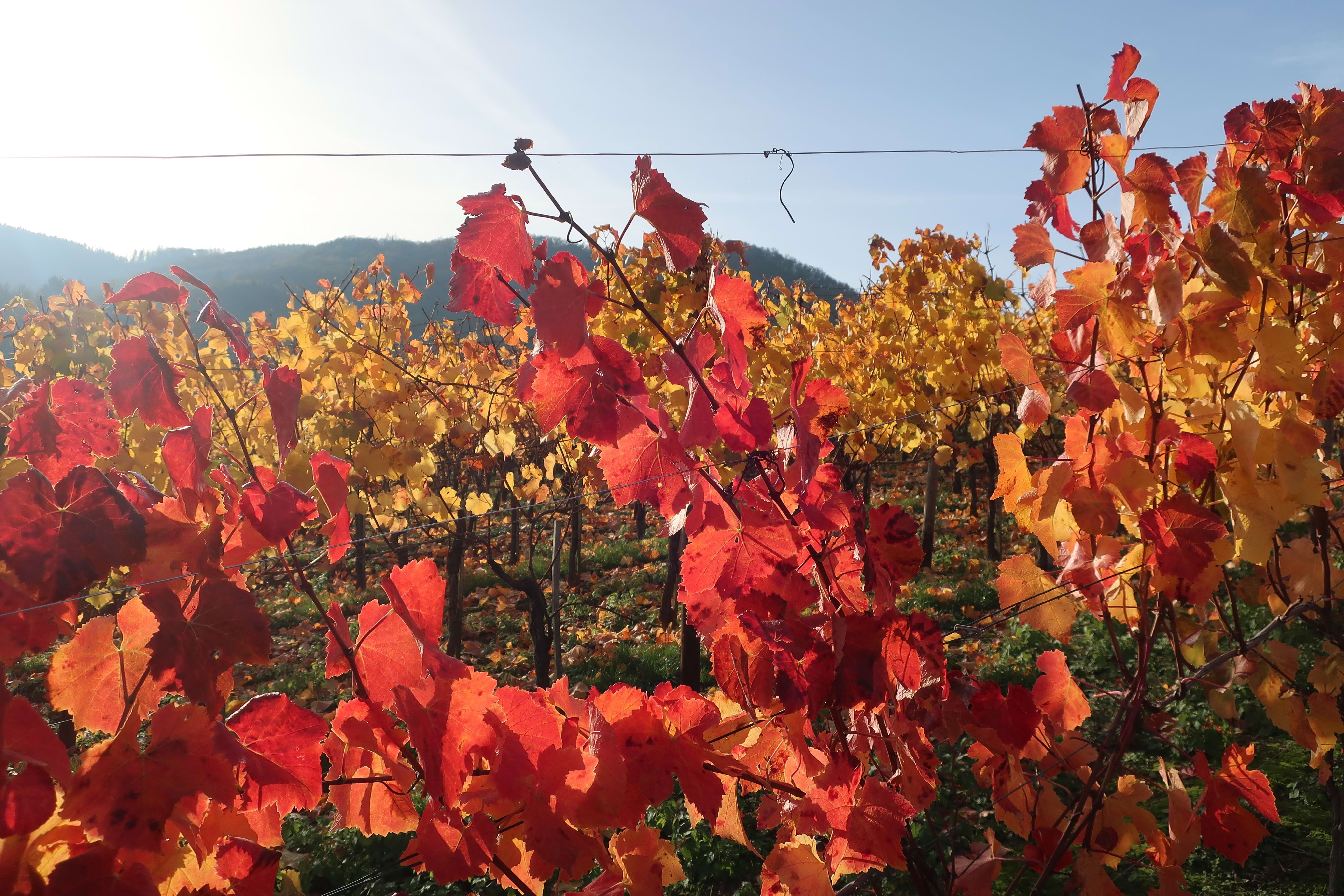 The ultimate guide to French Pinot Noir